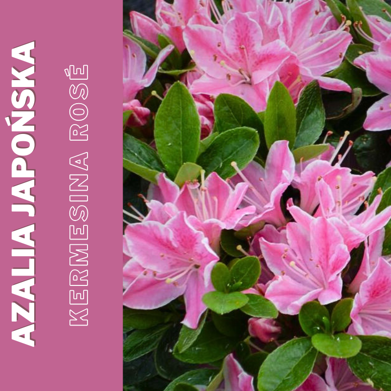Azalia japońska "Kermesina Rosé"